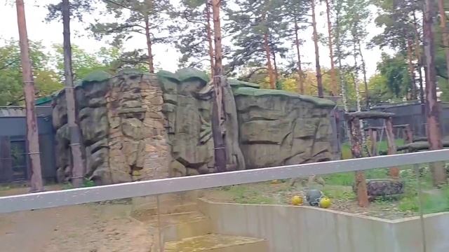 Животные