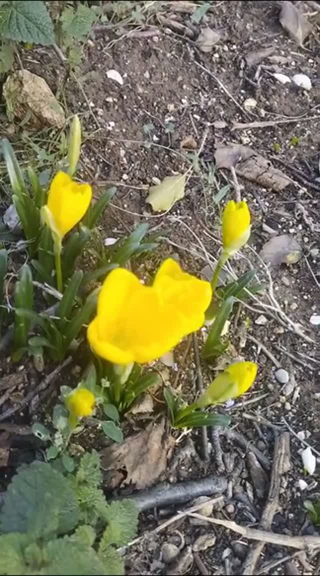 Разное дачное и нецветочное