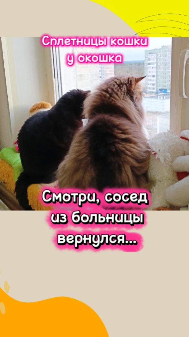 Сплетницы кошки у окошка.
Кошки с озвучками.