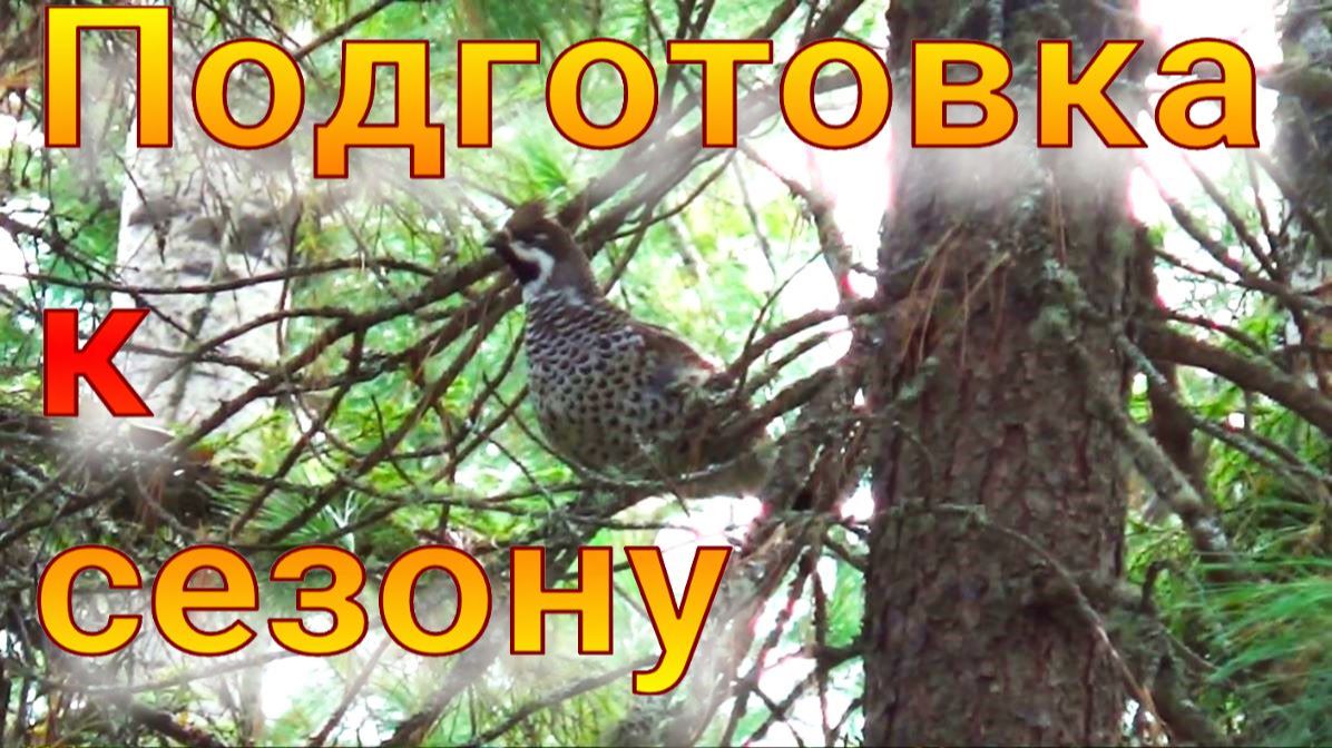Охота с западносибирскими лайками.