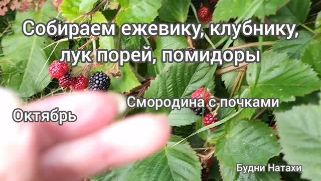 Удача на даче! Дачники выходного дня