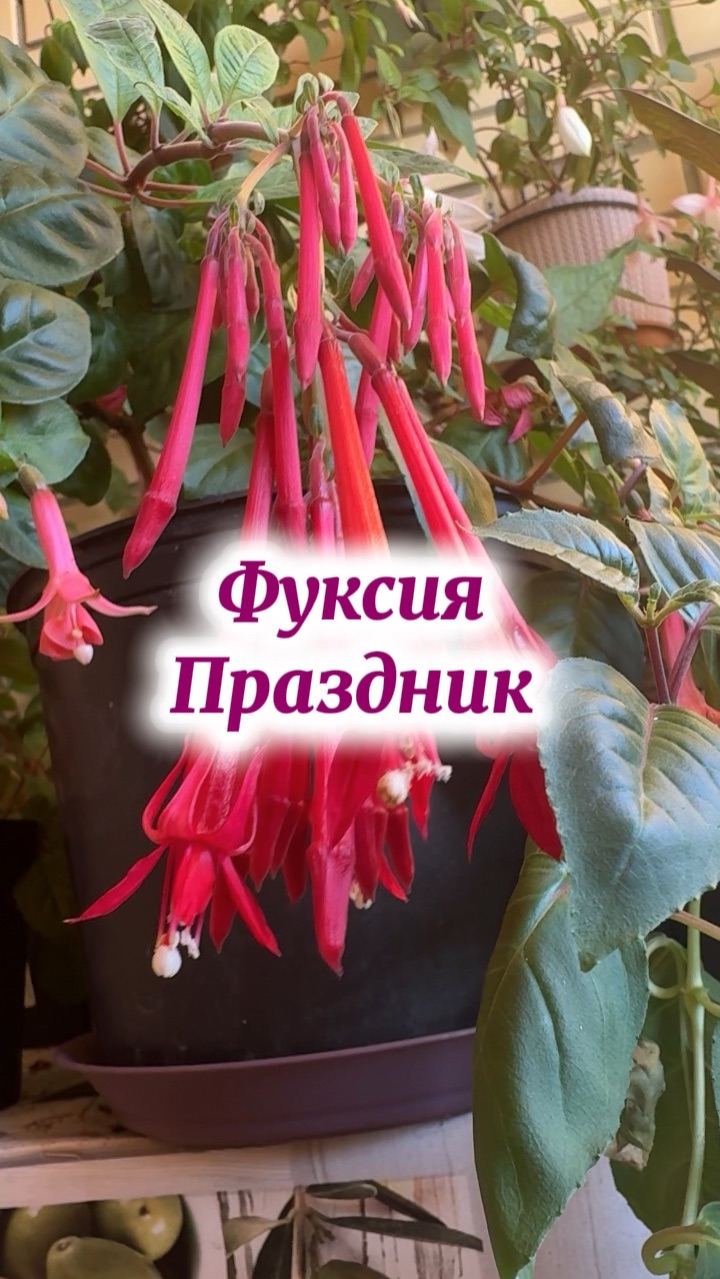 Фуксии