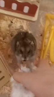 Видео с Персиком