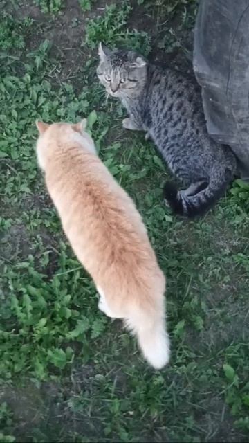 Степка - настоящий деревенский кот.