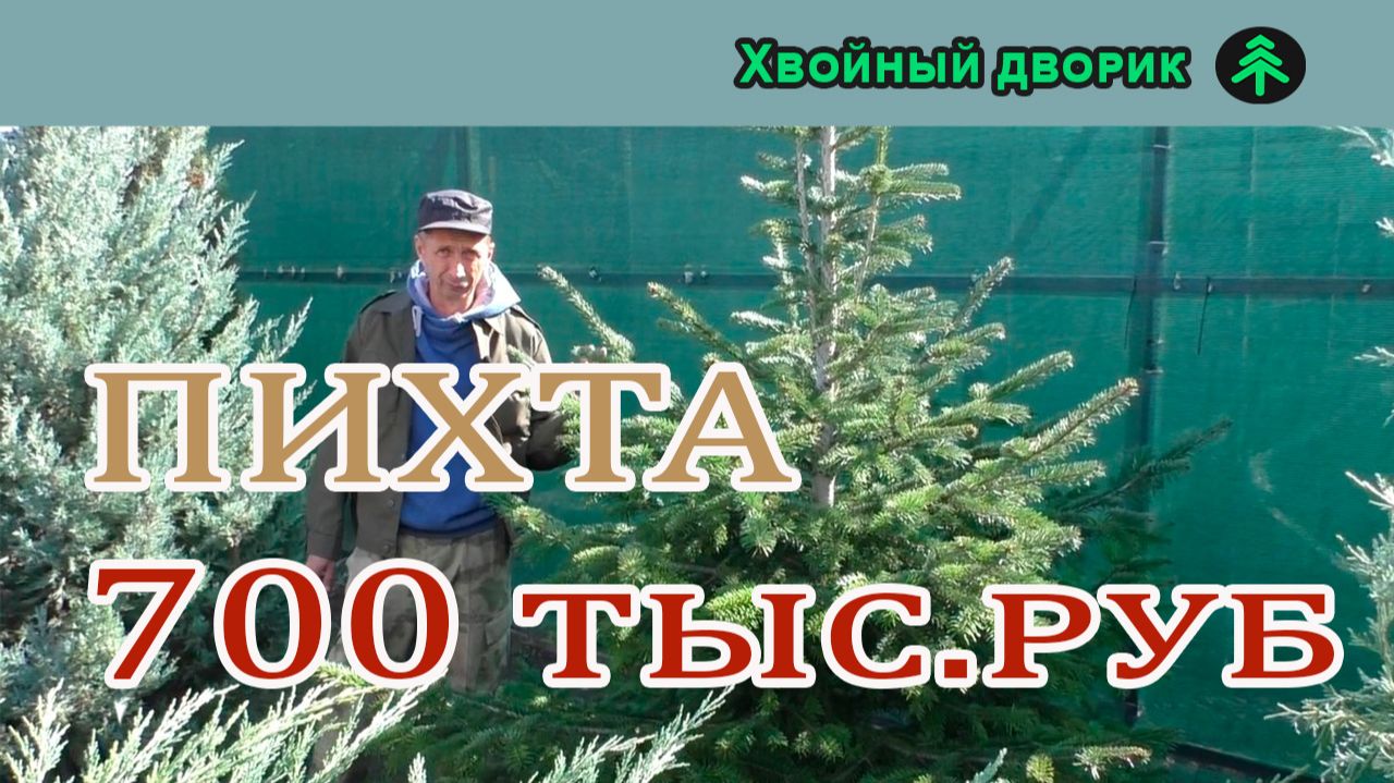 Как выращивать хвойные? Уход за хвойными растениями