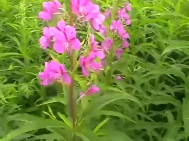 Лекарственные растения