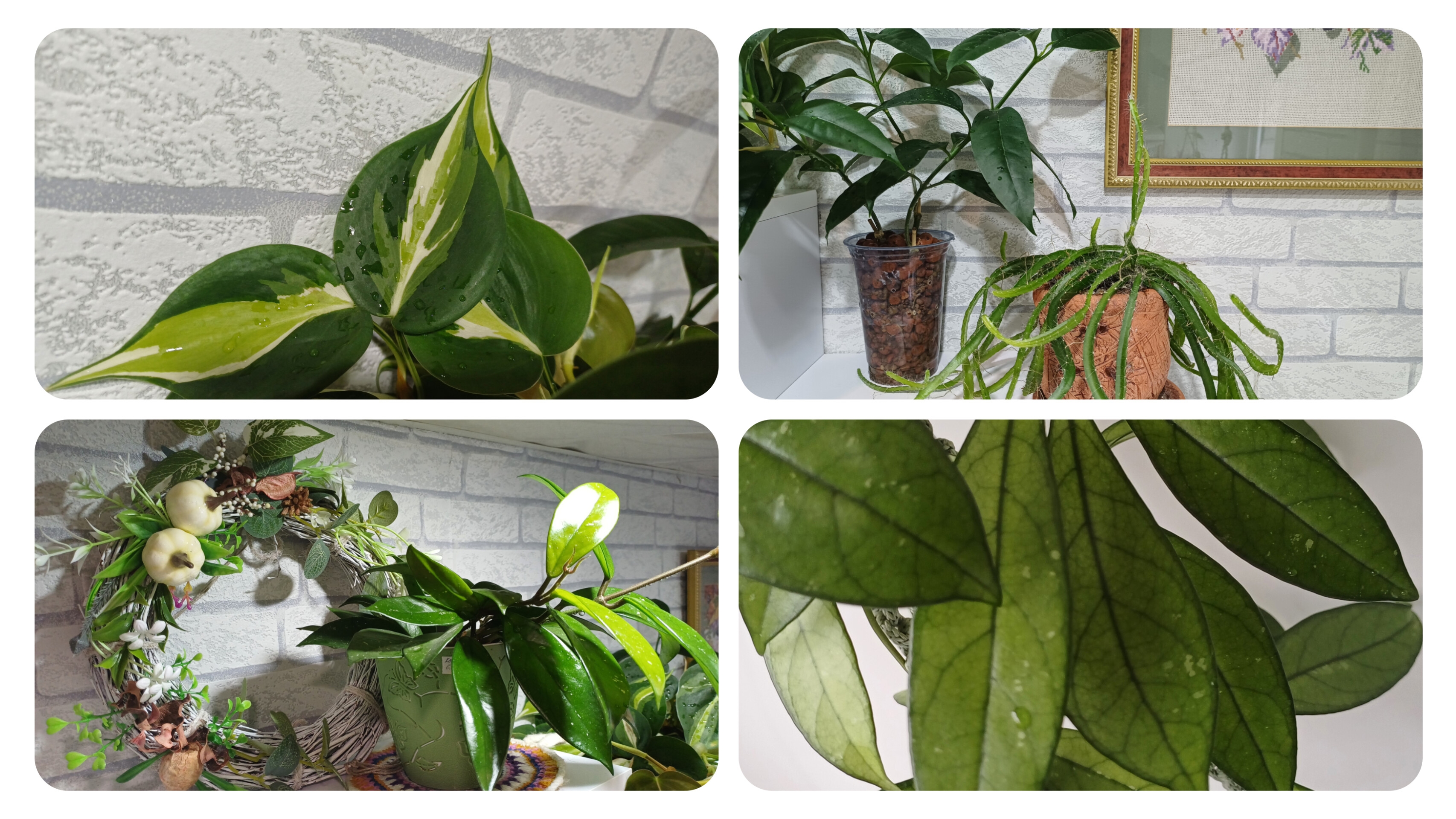 Комнатные растения🌹🌿🌹🌿🌹