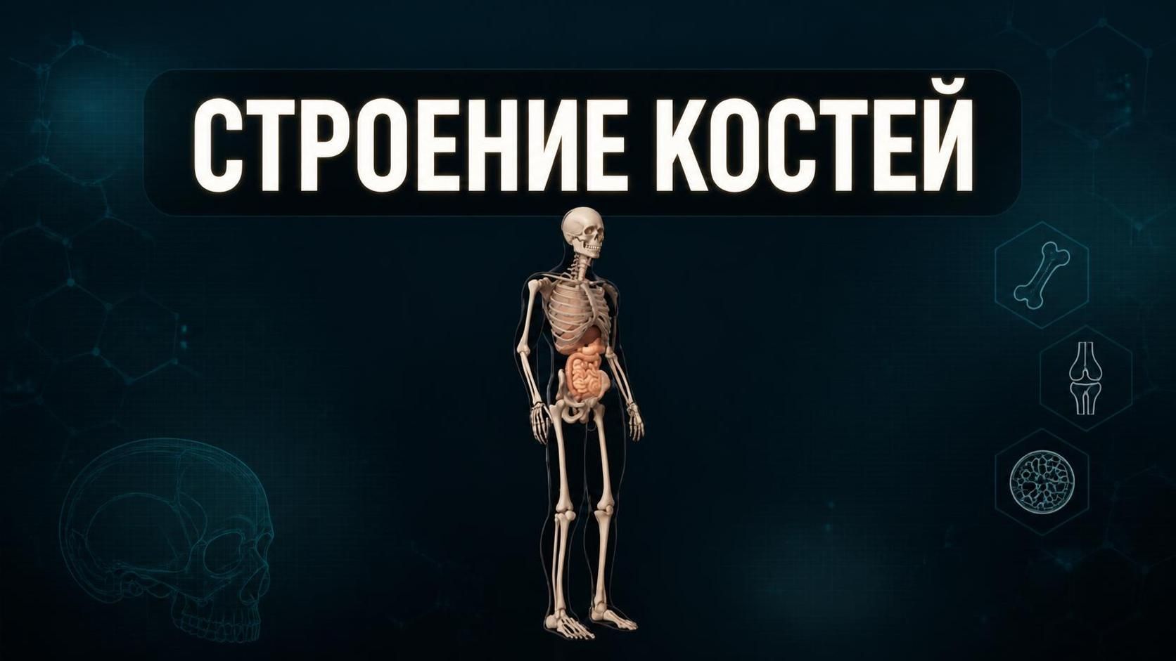 Анатомия