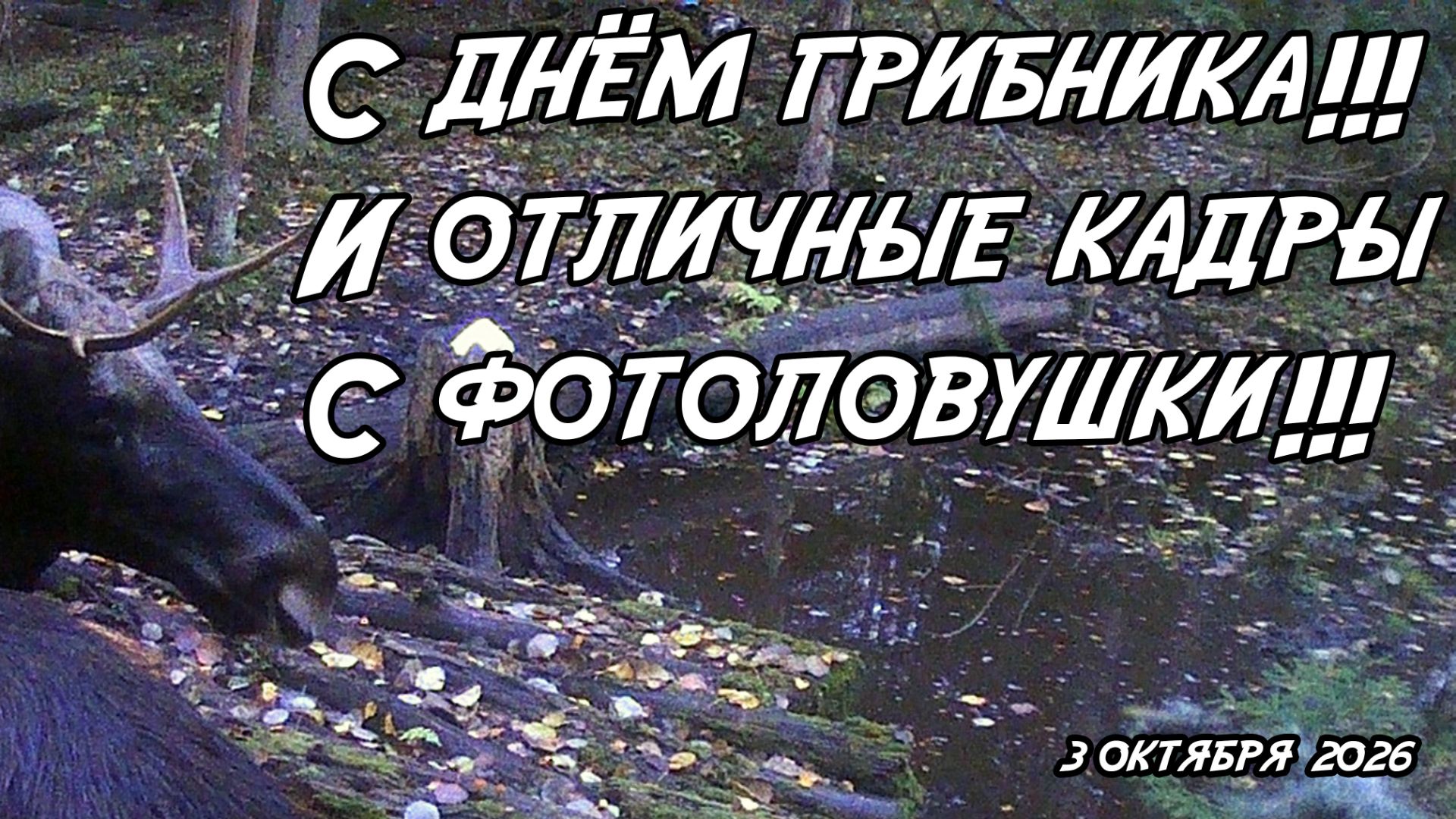Мега плейлист со всеми видео походами