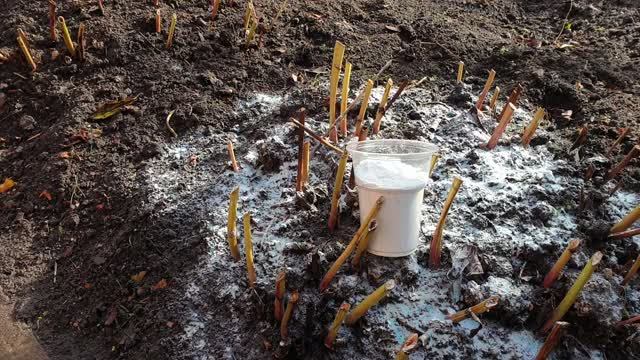 Всё о Цветах