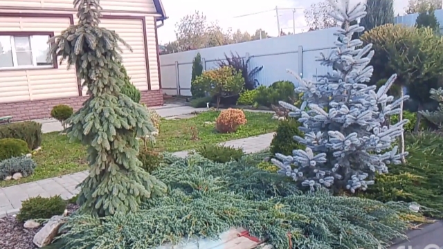 Новые растюхи в моём саду 🌲🌹😍