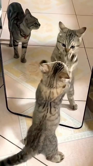 КОТИКИ