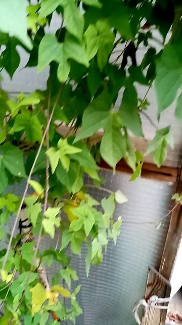 Цветы на участке