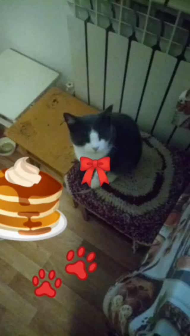 Кошка Фрося