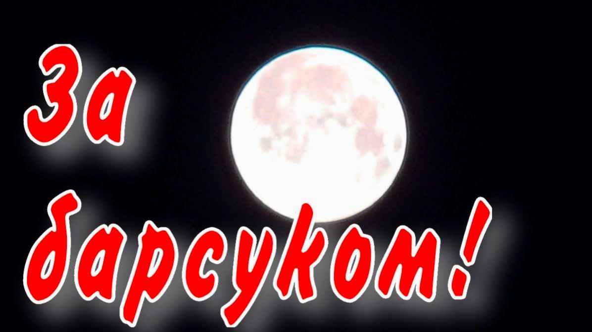 Охота с западносибирскими лайками.
