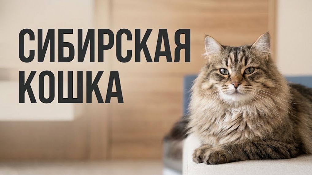 Черновик: Животные