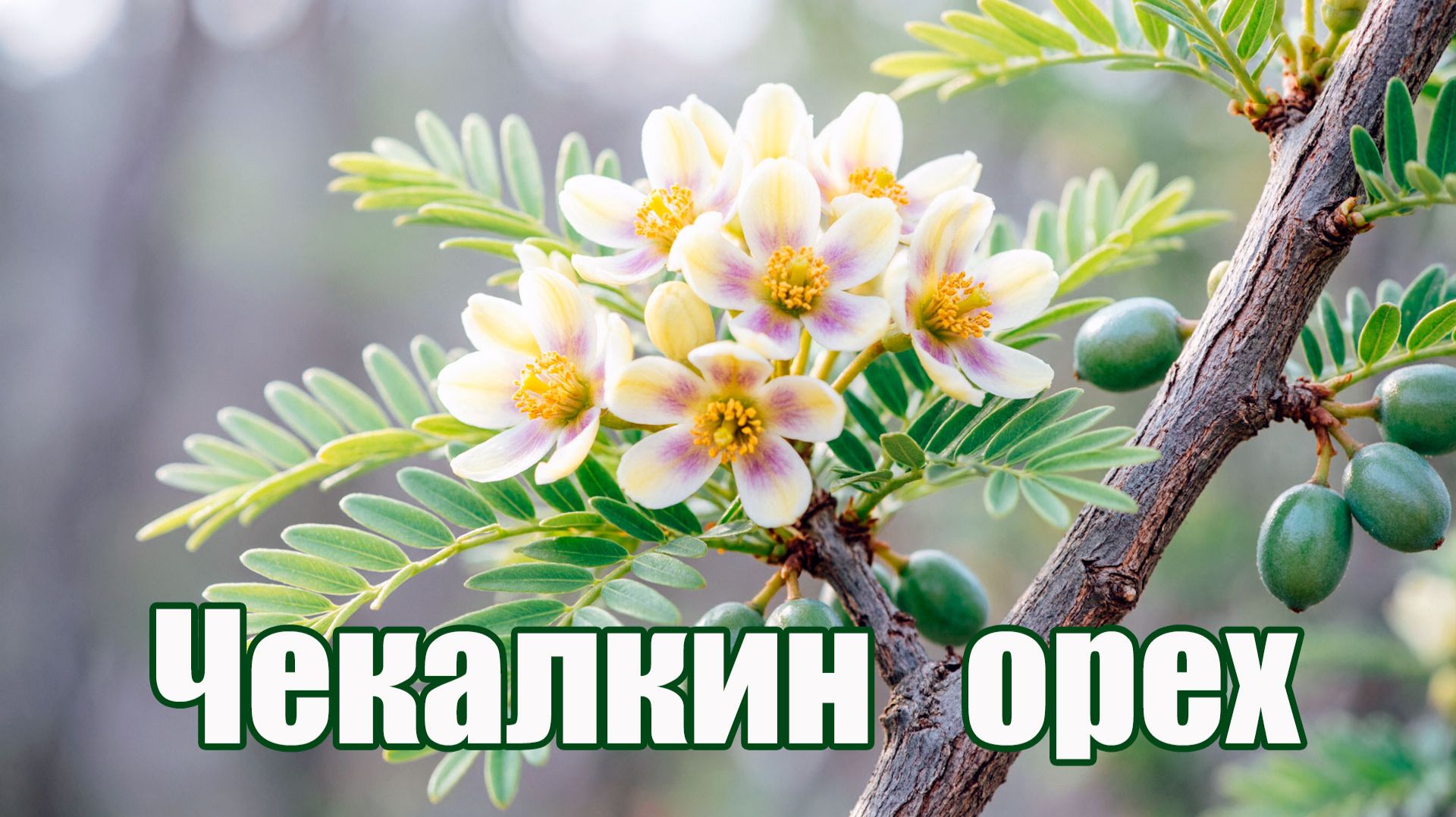 Живой сад и огород