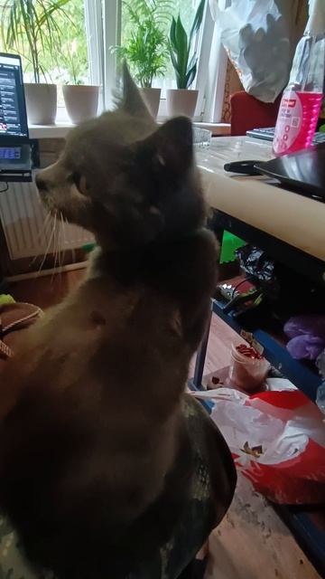 Юмор