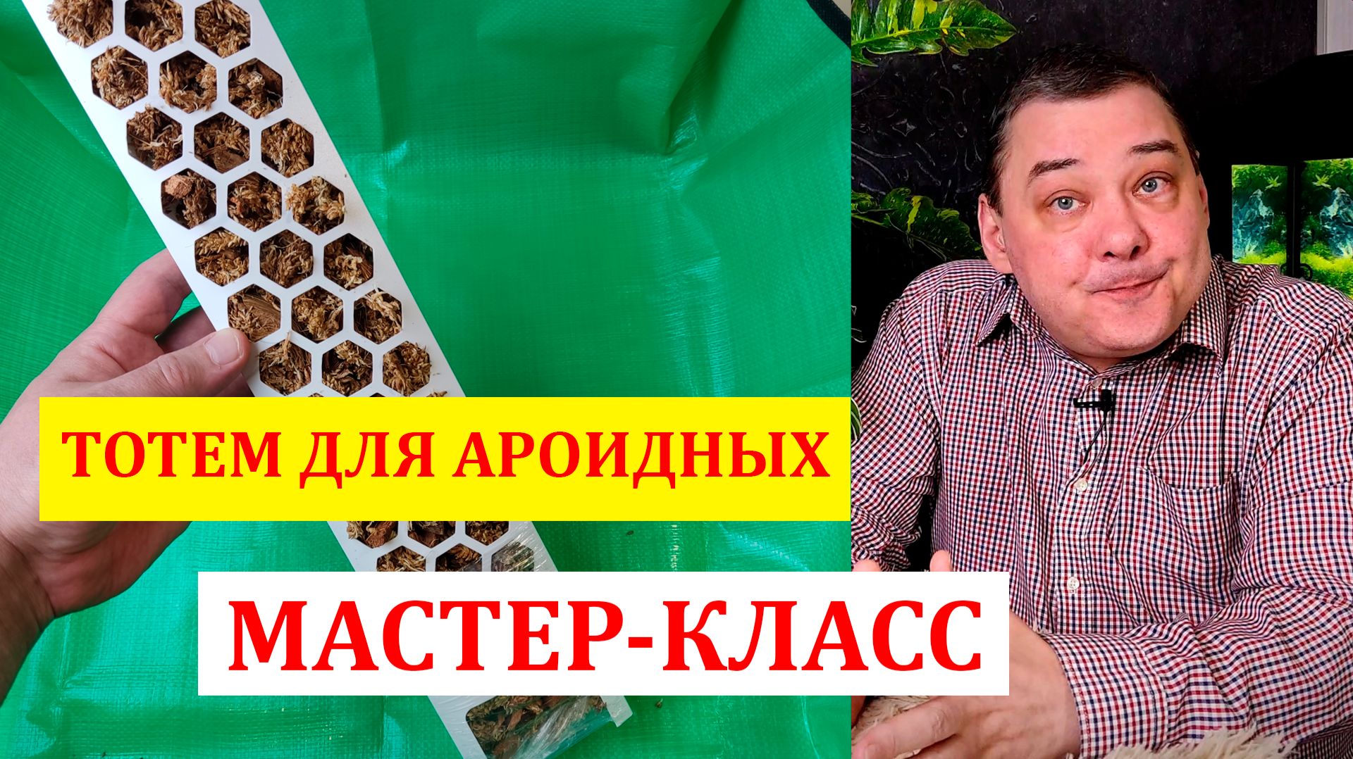 Ароидные