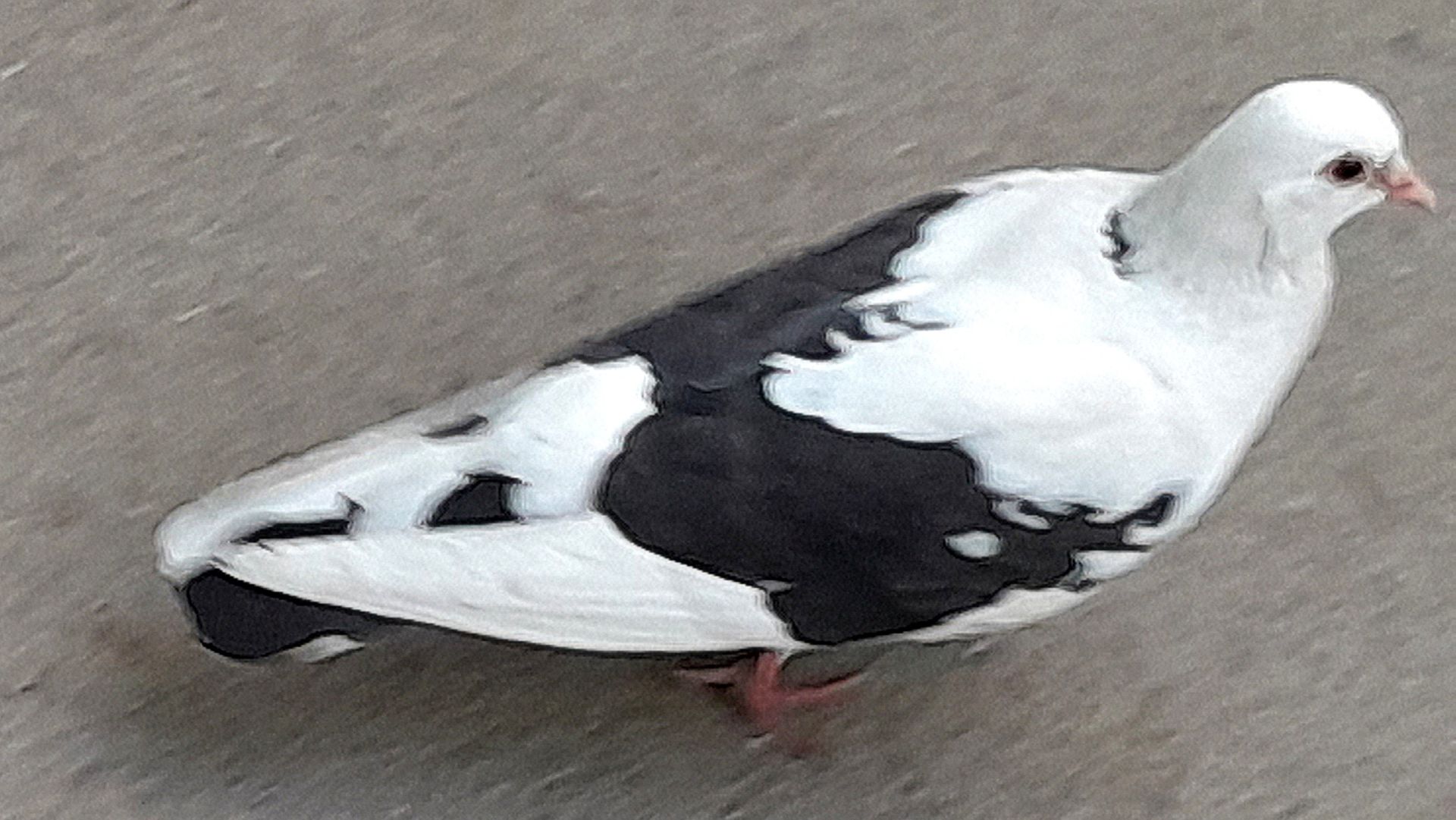 МИР ПТИЦ