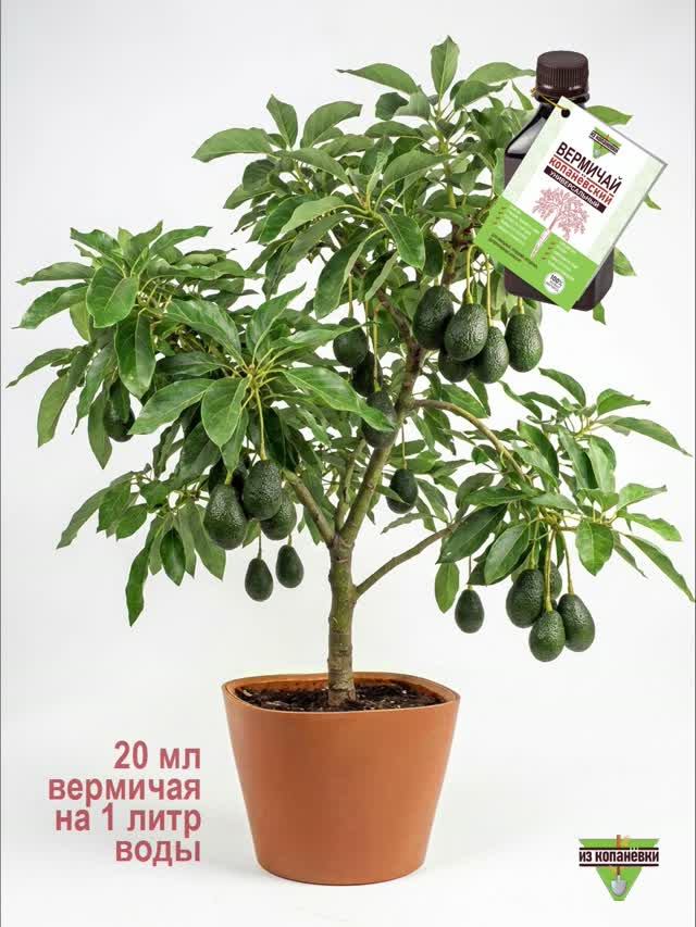 Скорая помощь растениям: Вермичай