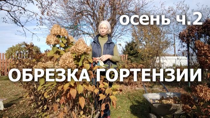 Сад