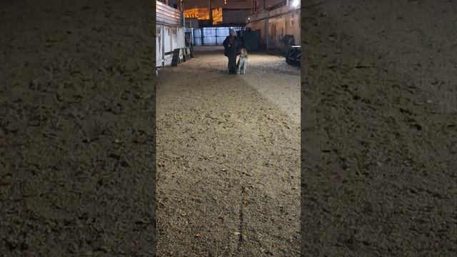 Маша Раша Алабаша