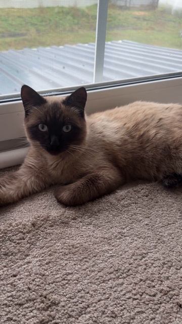 Коты 🐱