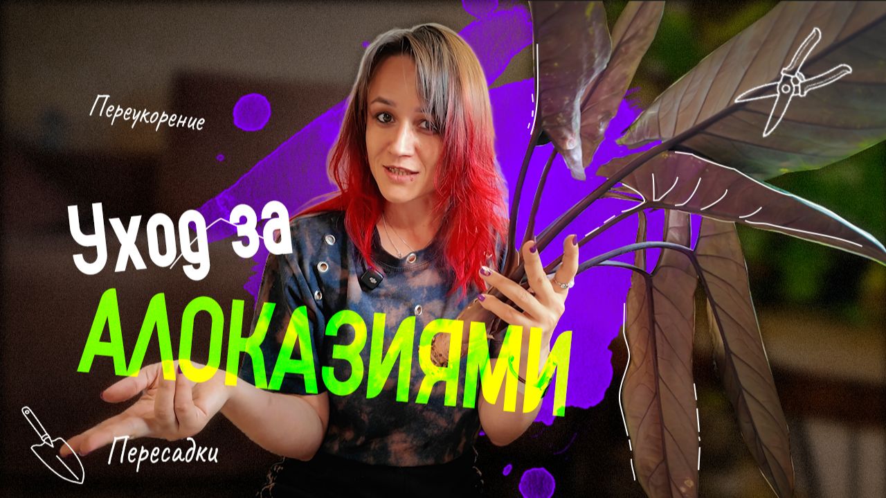 PRO Алоказии