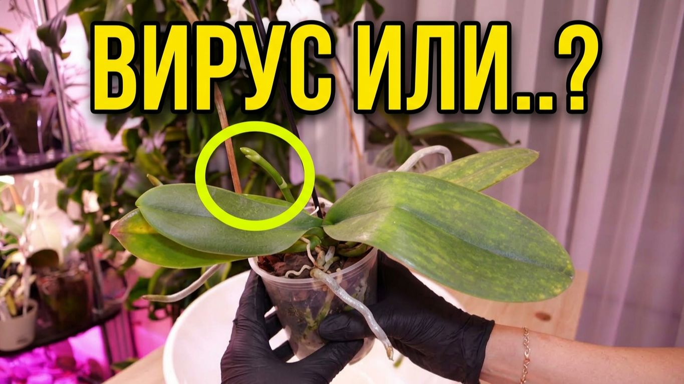 Болезни орхидей.