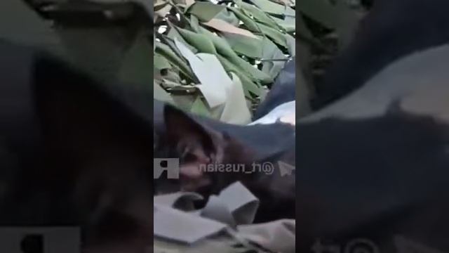 Клипы о войне.