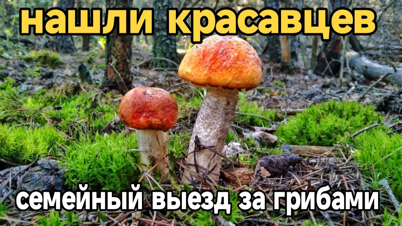 сбор грибов