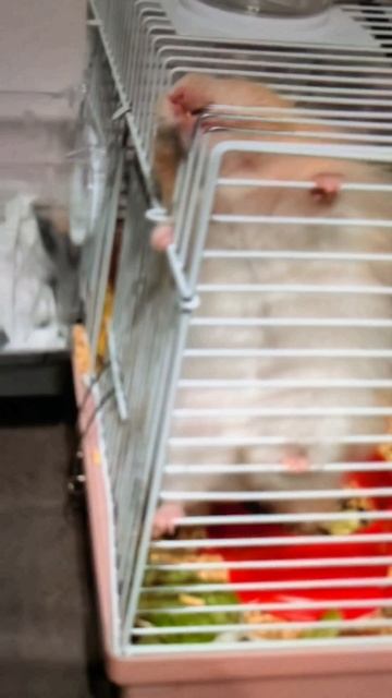 Мой хомяк Стёпа🐹🐹🐹🐹