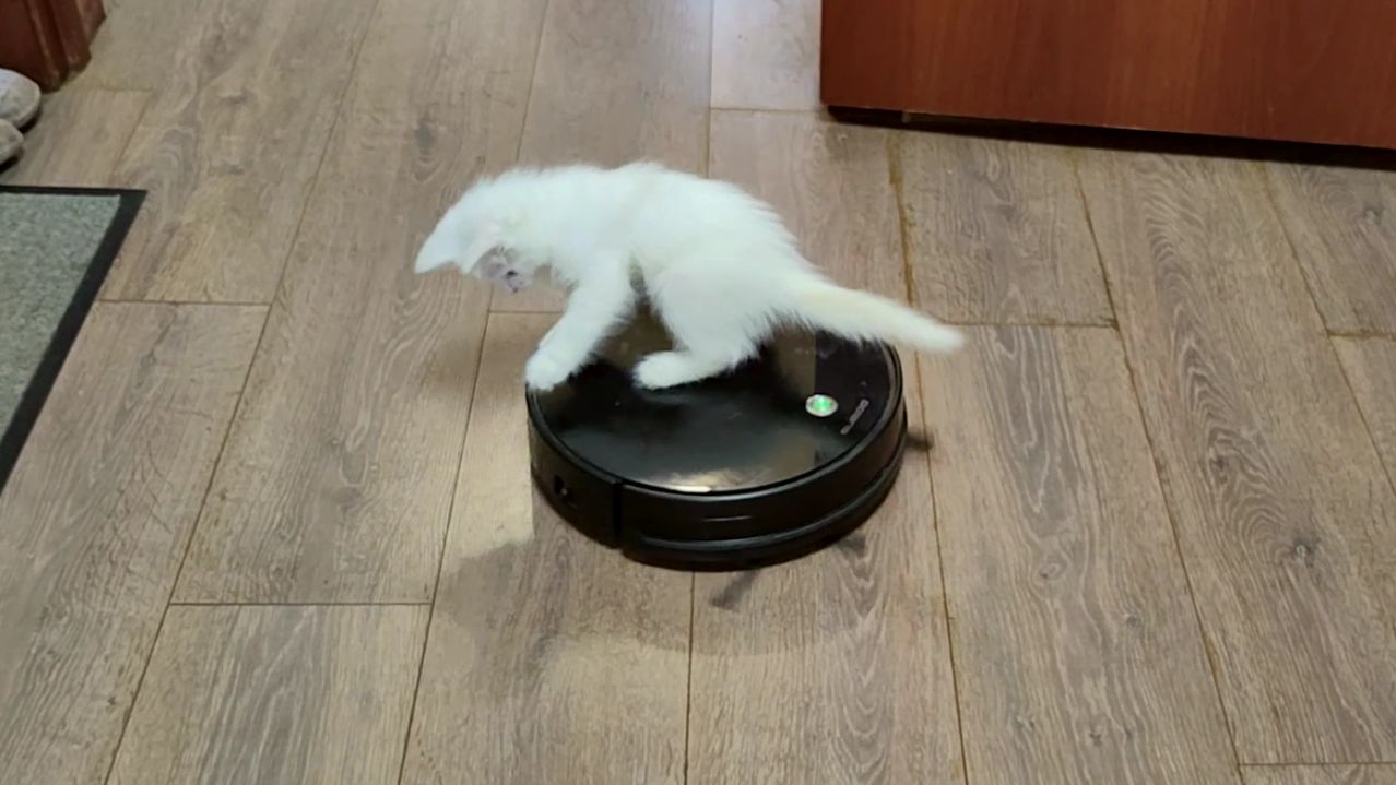 Милые котята.