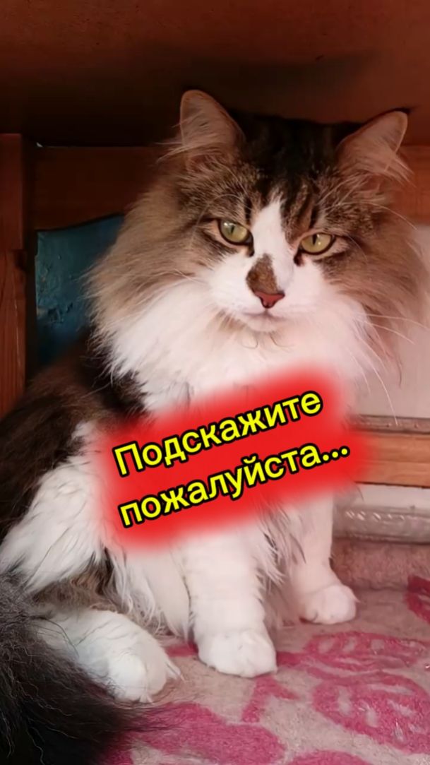 Кошки с озвучками.