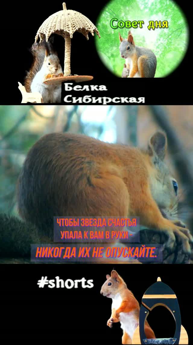 Веселая белка 🐿️