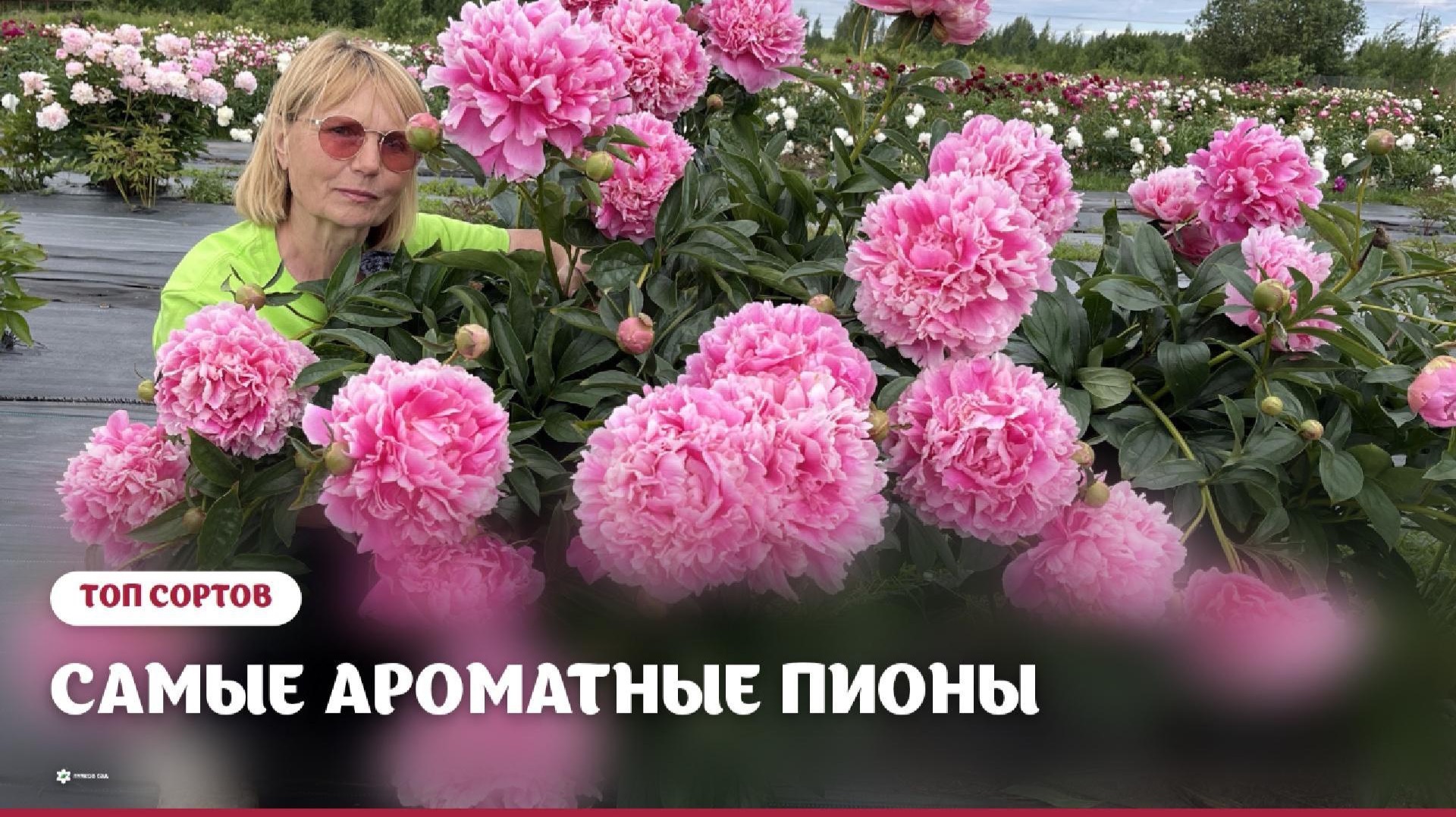 Сорта пионов: подборки из нашей коллекции