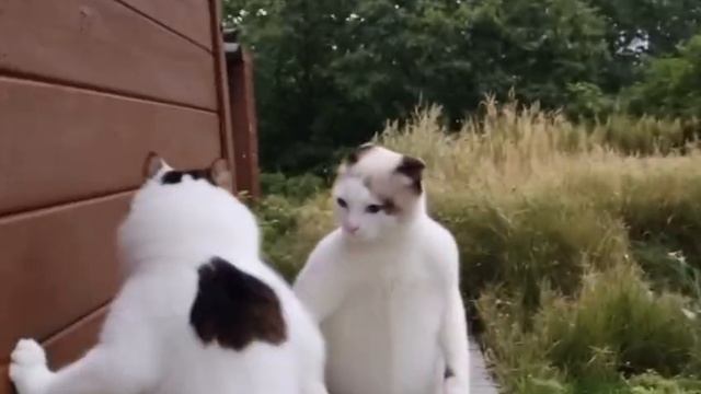 16:9 широкий