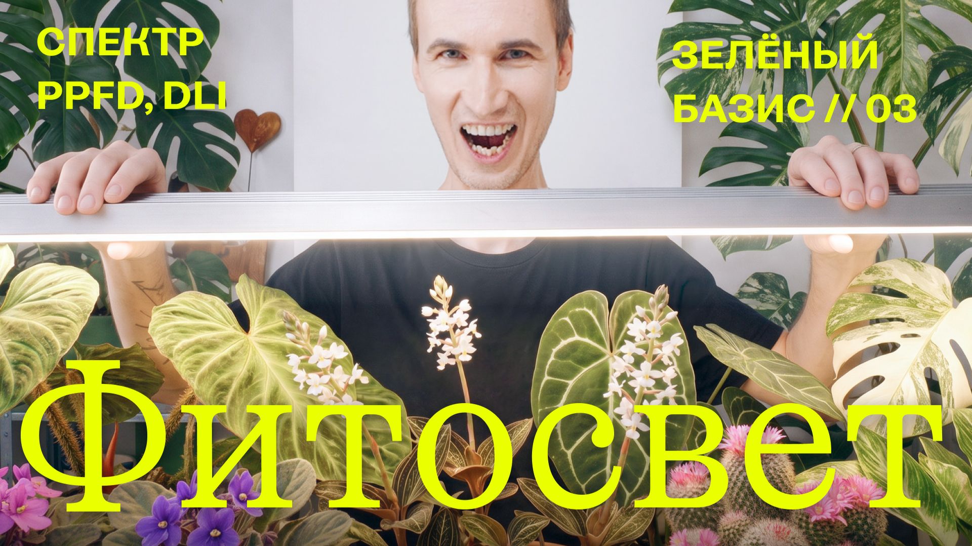 Зелёный базис