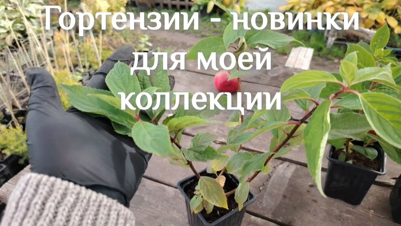 гортензия метельчатая