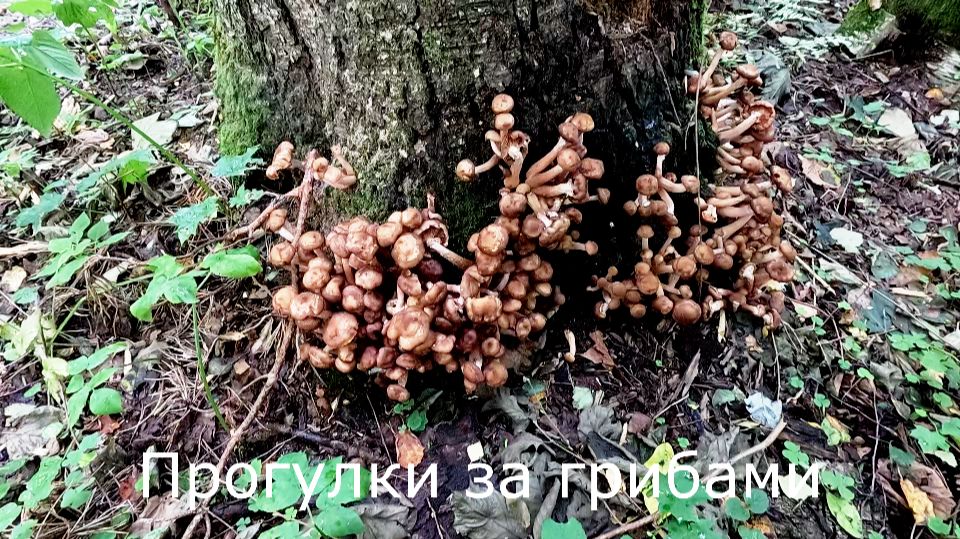 Прогулки за грибами