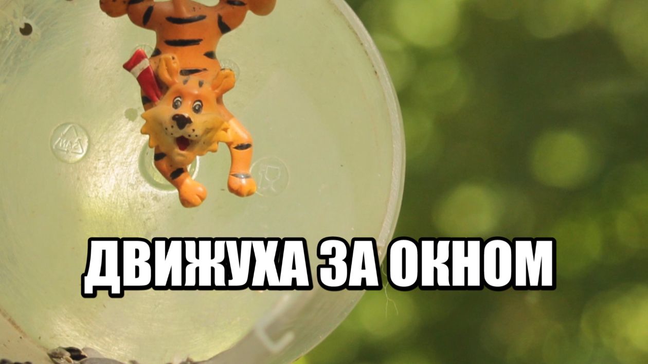 ПТИЦЫ