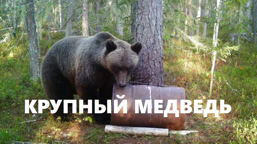 Фотоловушки/Фото-Охота.