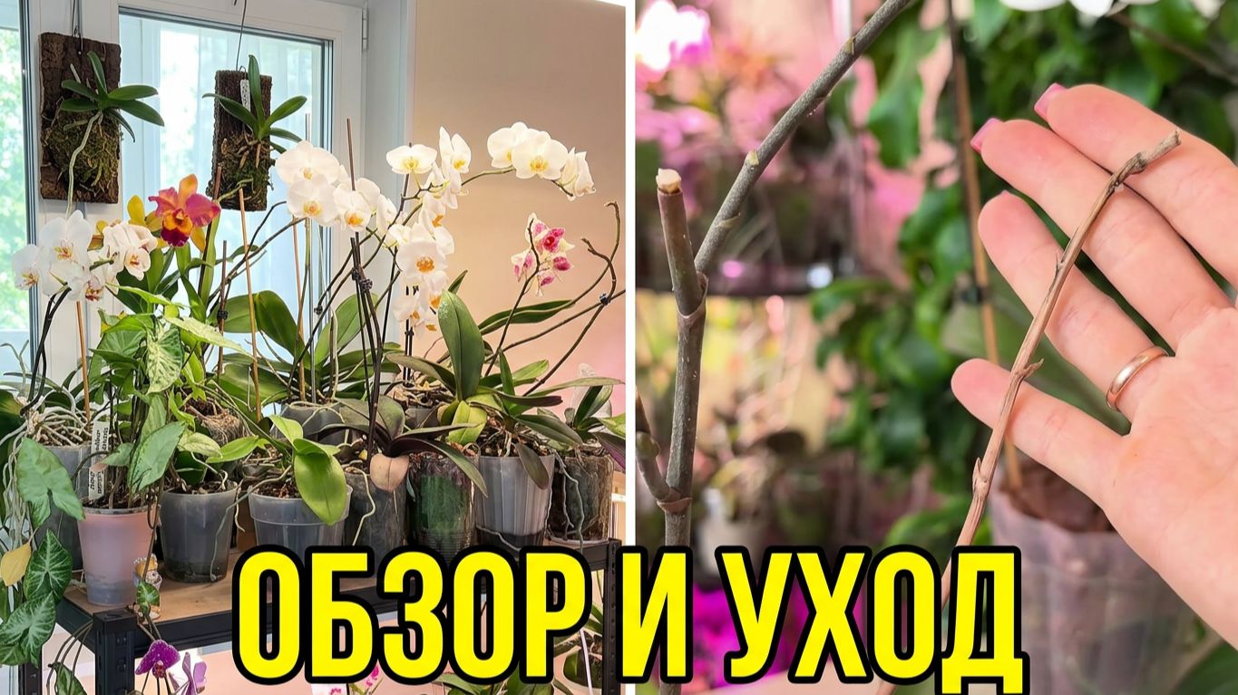 Особенности выращивания орхидей.