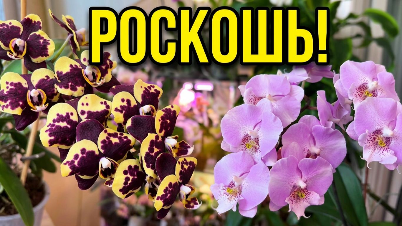 Мои орхидеи. Коллекция.