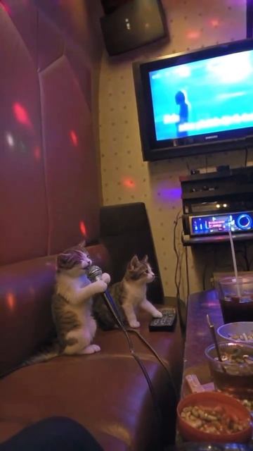 Кошачий Голос: Шоу Талантов 🎤✨