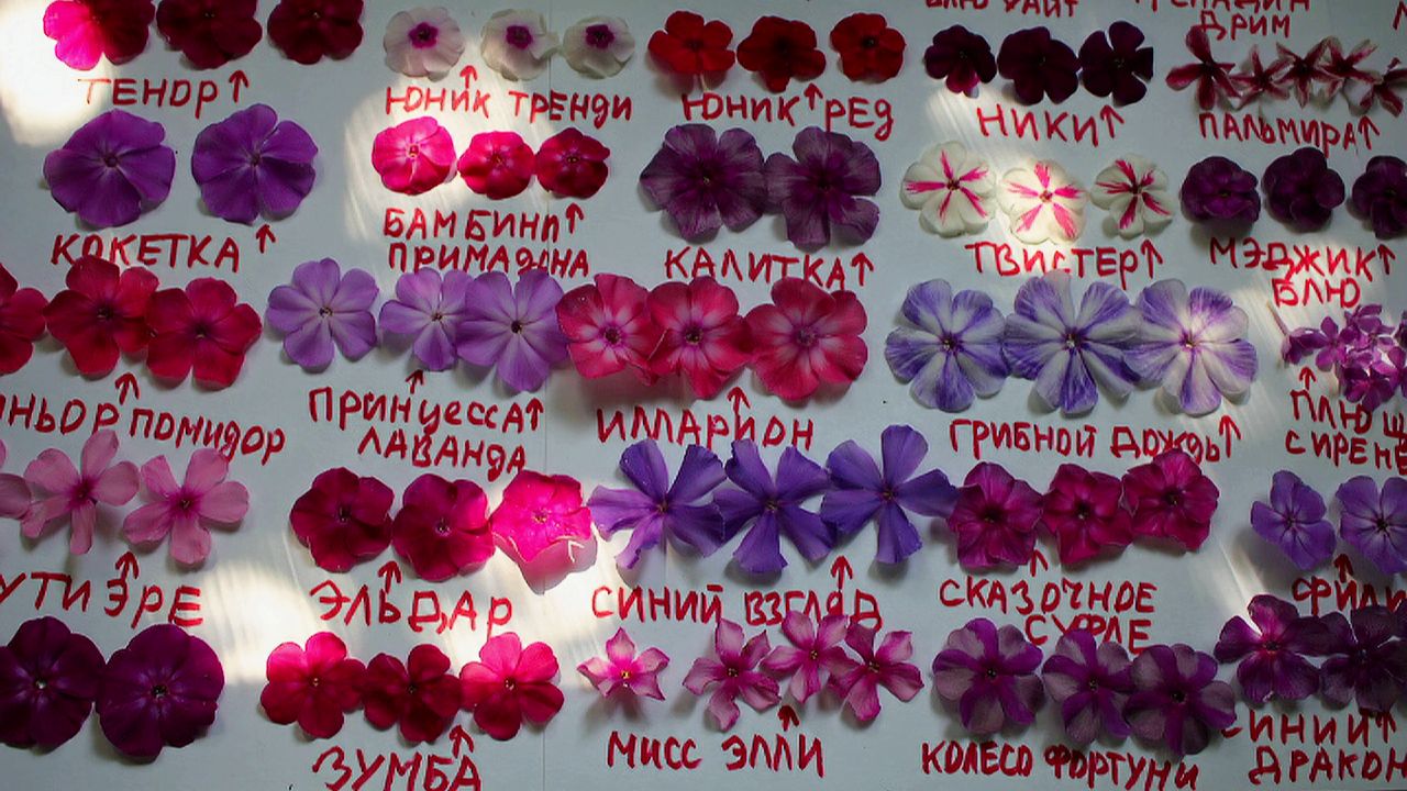 Флоксы