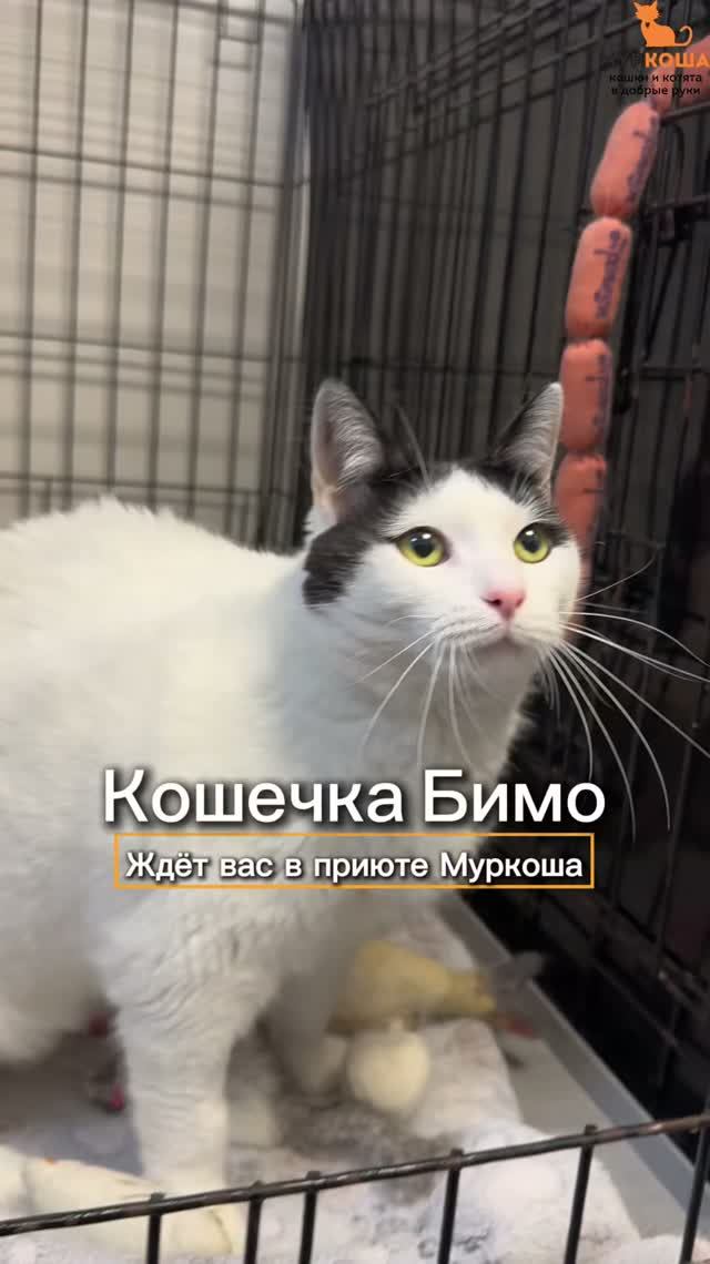 Кошки ищут дом (приют ″Муркоша″)