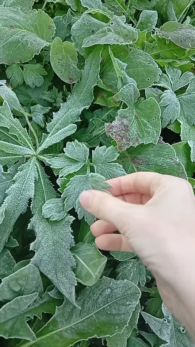 Сахалин