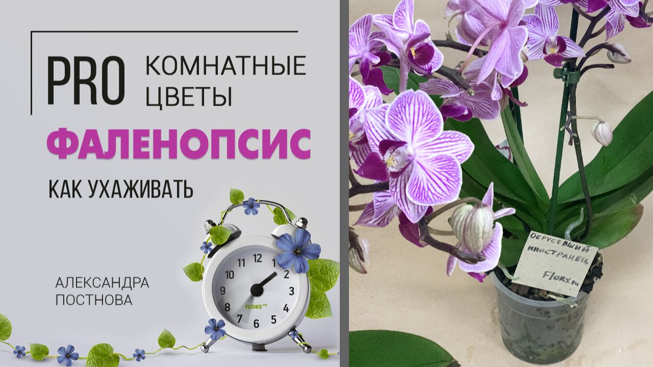 Комнатные растения